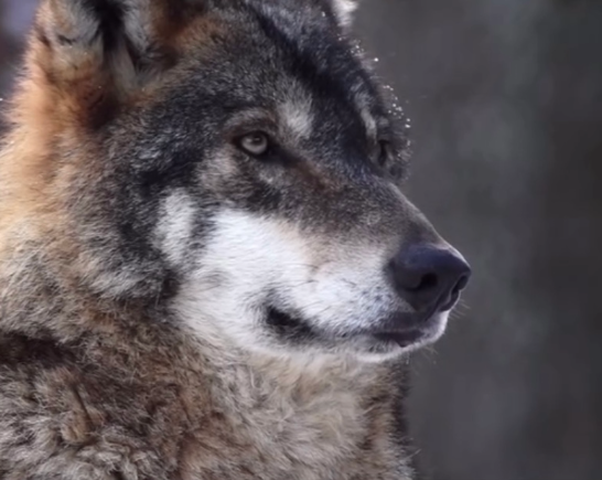 WONDERS OF THE WOLF Documentary Screening - RabbleRouse News